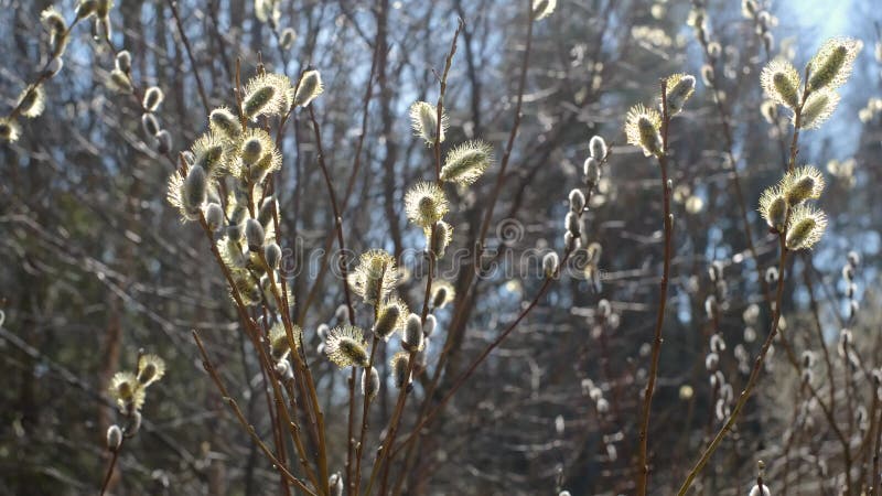 Willow Growing in Woods during Spring in April. Stock Footage - Video ...