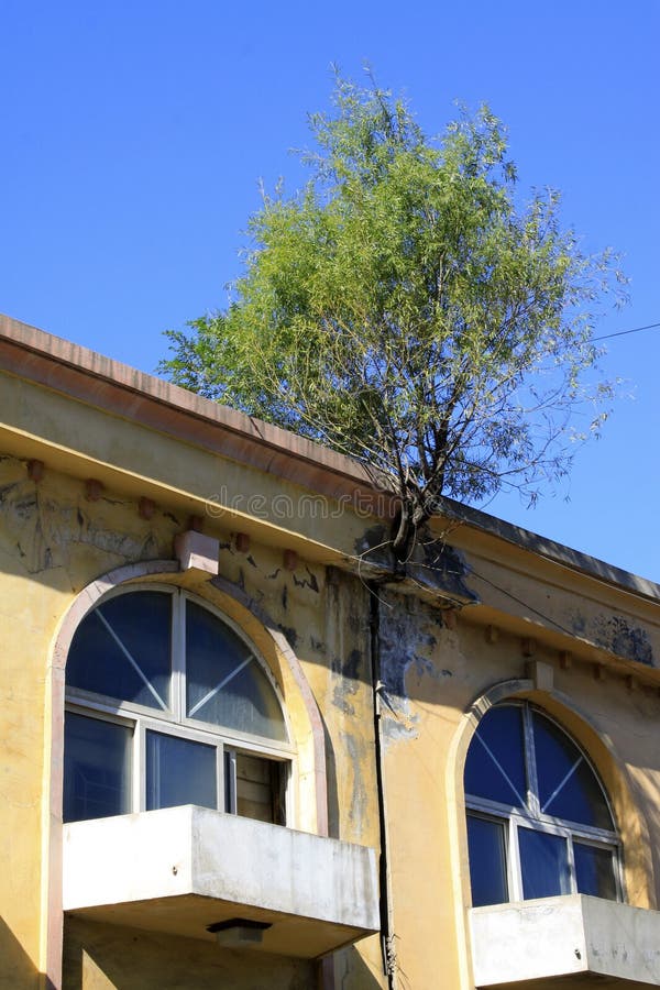 Willow Grows in the Roof Cracks Stock Photo - Image of asia, walls ...