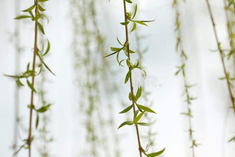 Willow hanging branches stock image. Image of leaves - 145556995