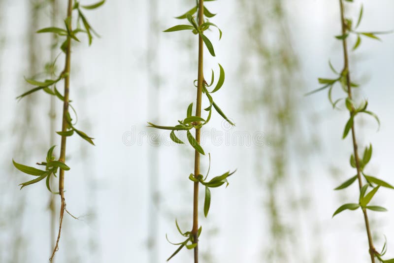 Willow hanging branches stock photo. Image of tree, growth - 145557134