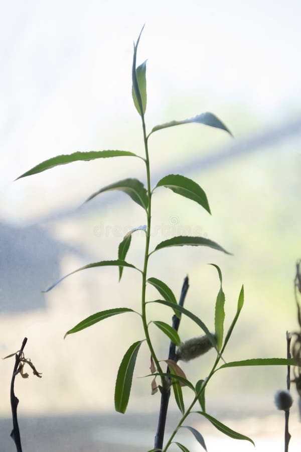 The Willow Has Sprouted. a Small Willow Sprout from Seals. Green Willow ...