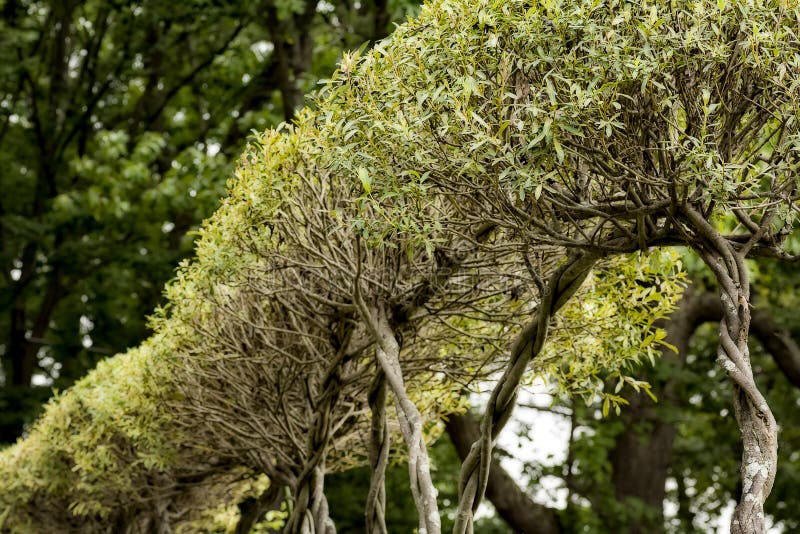 Willow Hedge stock image. Image of hedge, gardening, garden - 44890659