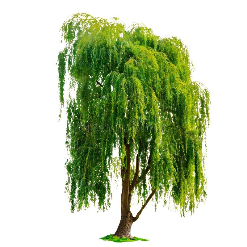 Willow Isolated on a White or Transparent Background. Willow Tree with ...