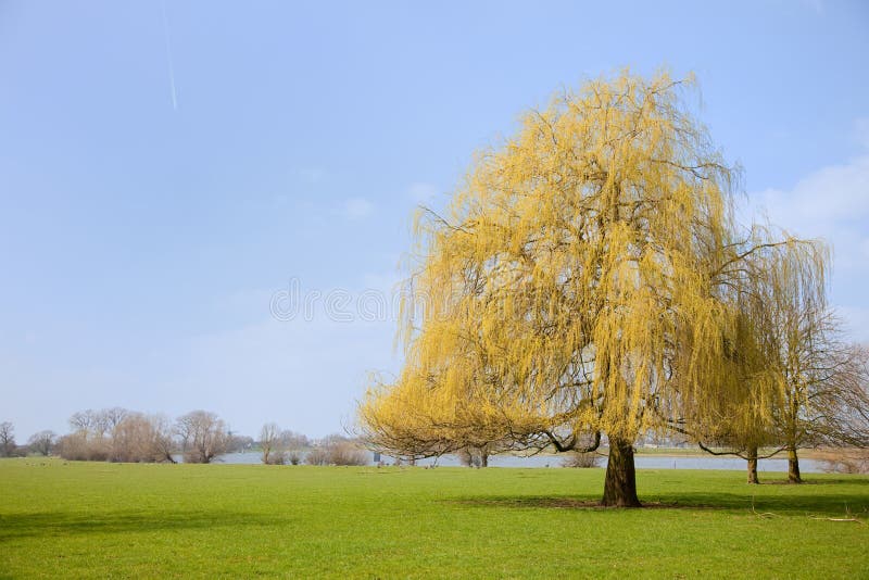 Willow in landscape stock image. Image of grass, nature - 8960687