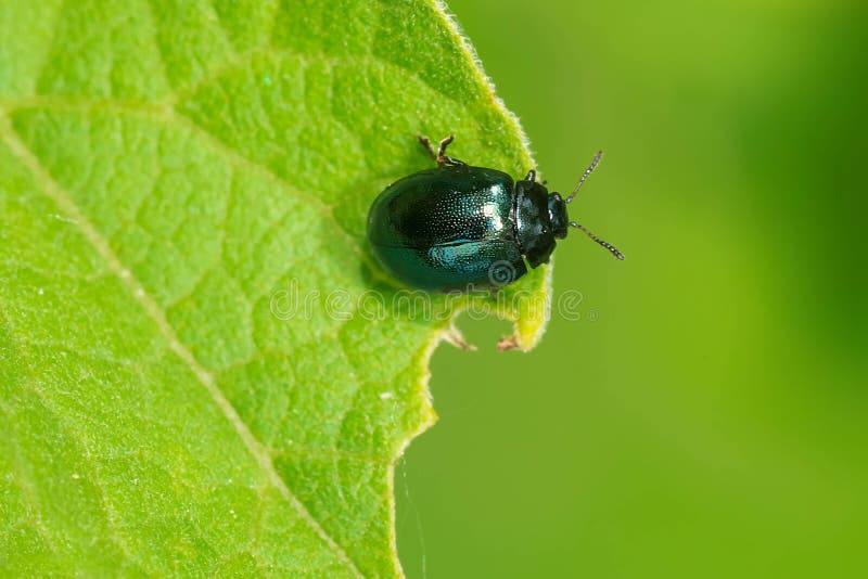 Willow Leaf Beetle - Plagiodera Versicolora Stock Image - Image of ...