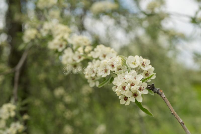 Pear Blossom in Early Spring. Beautiful White Pear Flowers Opens Fast ...