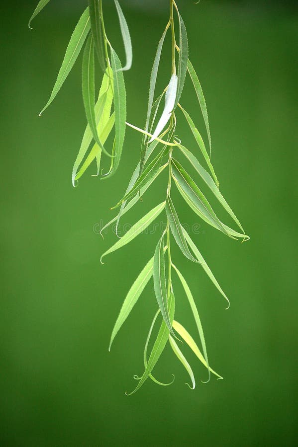Willow leaves stock photo. Image of isolated, macro, nature - 5733496