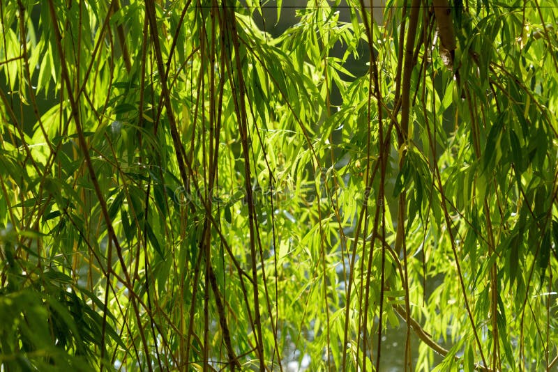 Willow Leaves Close Up. Nature Background Stock Photo - Image of plant ...