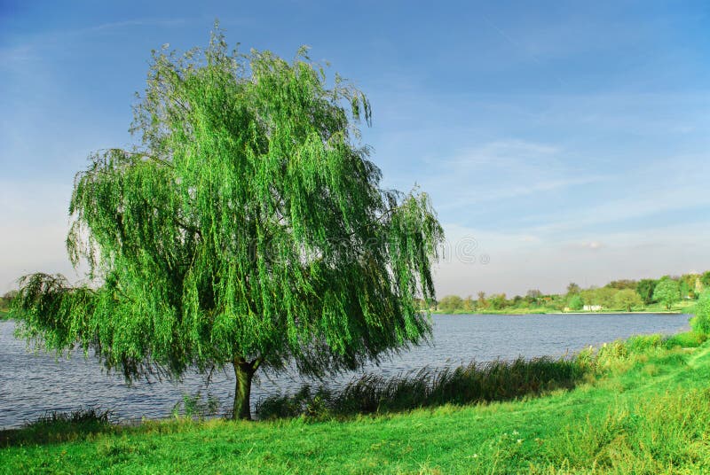 Weeping Willow stock image. Image of peaceful, grass - 10060219