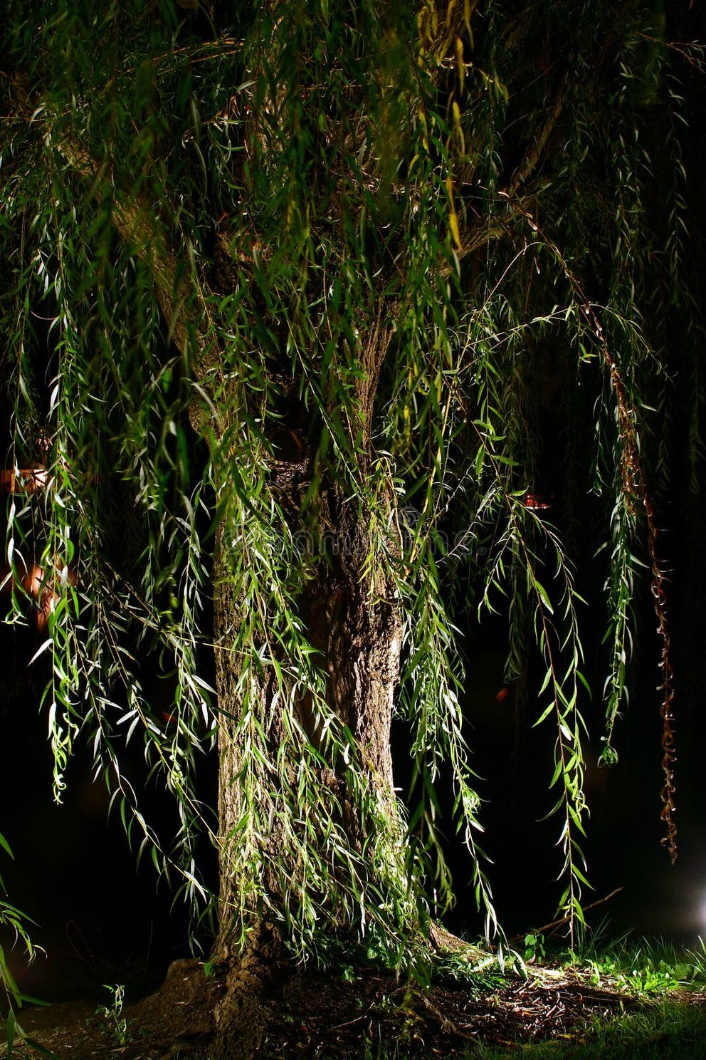 Weeping Willow Tree Night Stock Photos - Free & Royalty-Free Stock ...