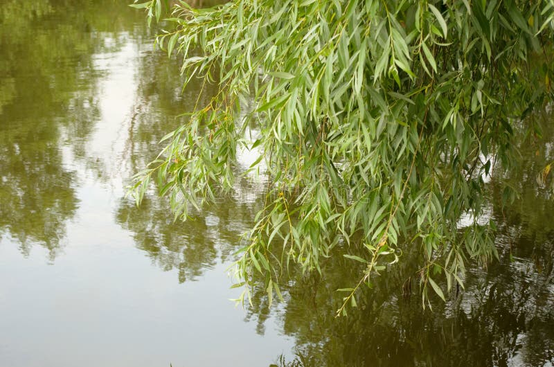 Willow over water stock image. Image of fresh, watercourse - 20530745