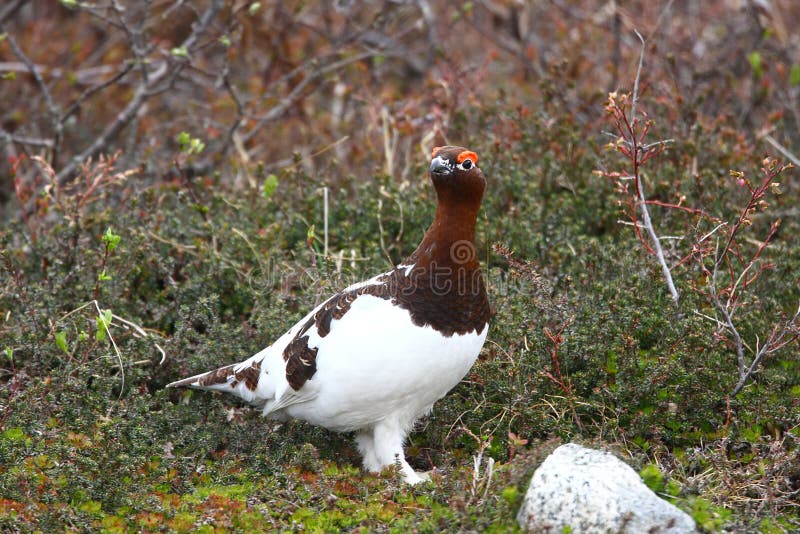 Willow Ptarmigan - Alaska State Bird Stock Photo - Image of grey, male ...