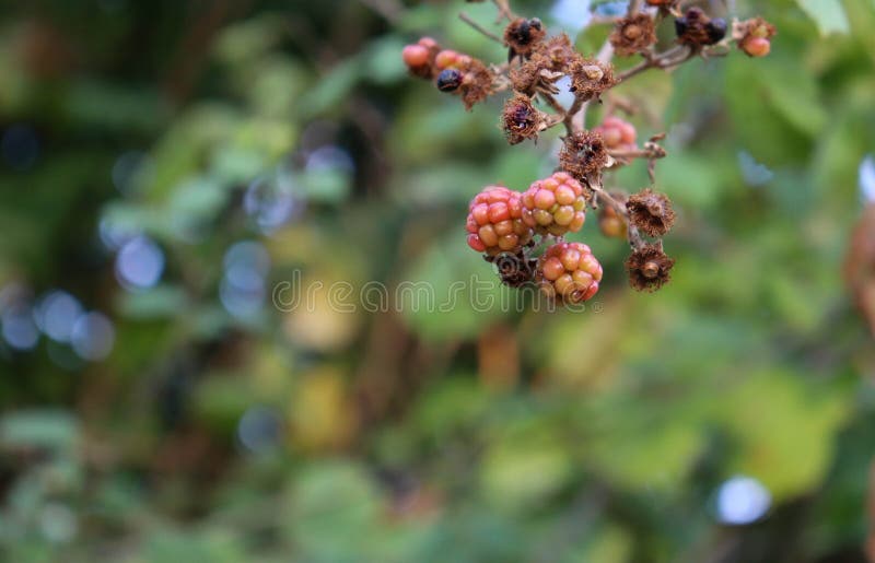 Blackberries not yet ripe stock photo. Image of autumn - 229615724