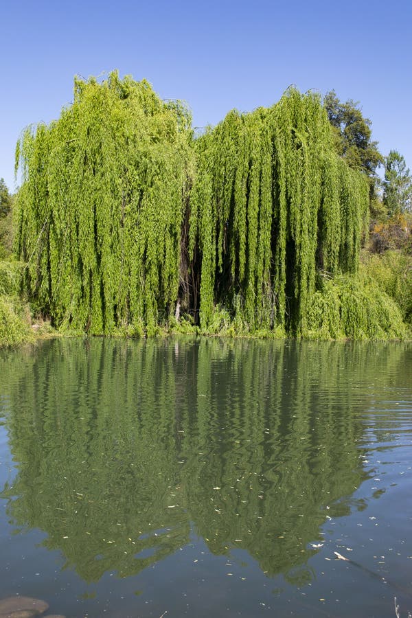 Willow by the pond stock image. Image of park, green - 135643439
