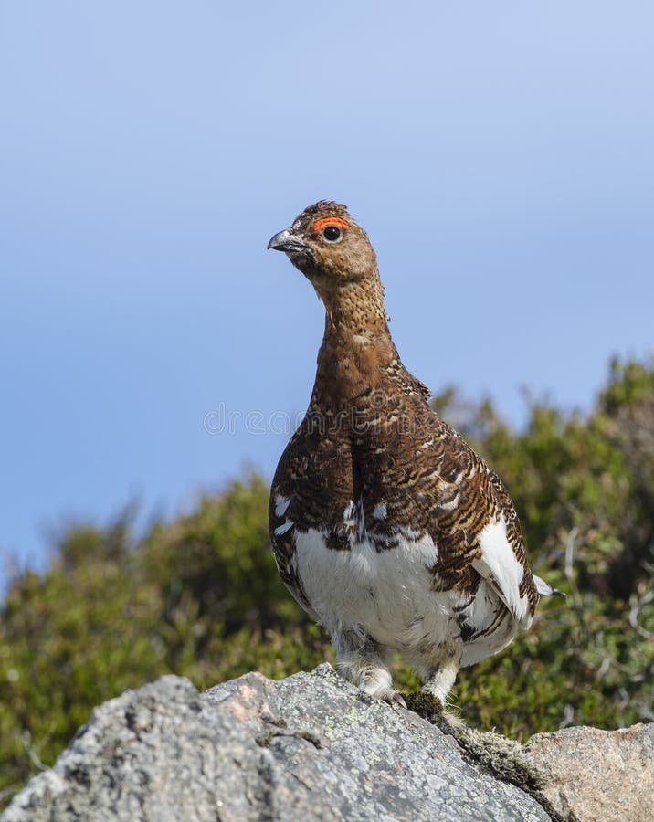 Willow Ptarmigan - Alaska State Bird Stock Photo - Image of grey, male ...