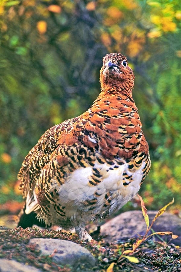 Willow Ptarmigan - Alaska State Bird Stock Photo - Image of grey, male ...