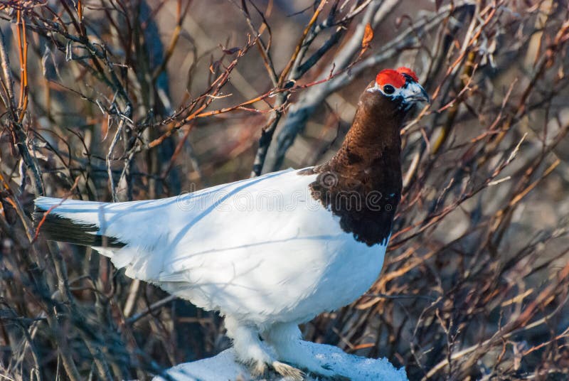 Willow Ptarmigan - Alaska State Bird Stock Photo - Image of grey, male ...