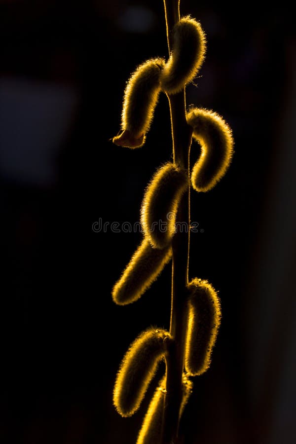 Spring Break Pee Stock Photos - Free & Royalty-Free Stock Photos from ...