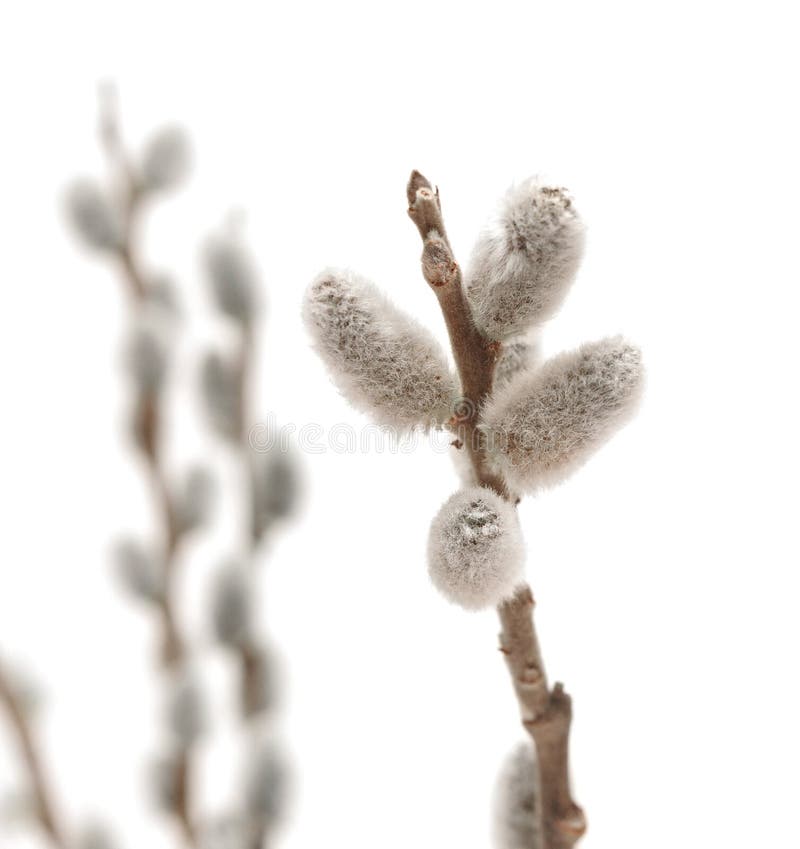Willow in spring stock image. Image of growing, flying - 68792073