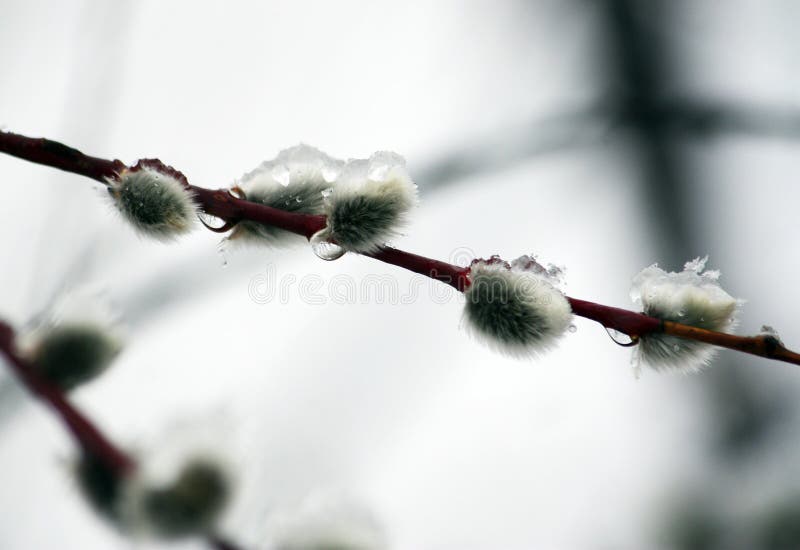 Willow in raindrops stock photo. Image of freshness, calgary - 30501470
