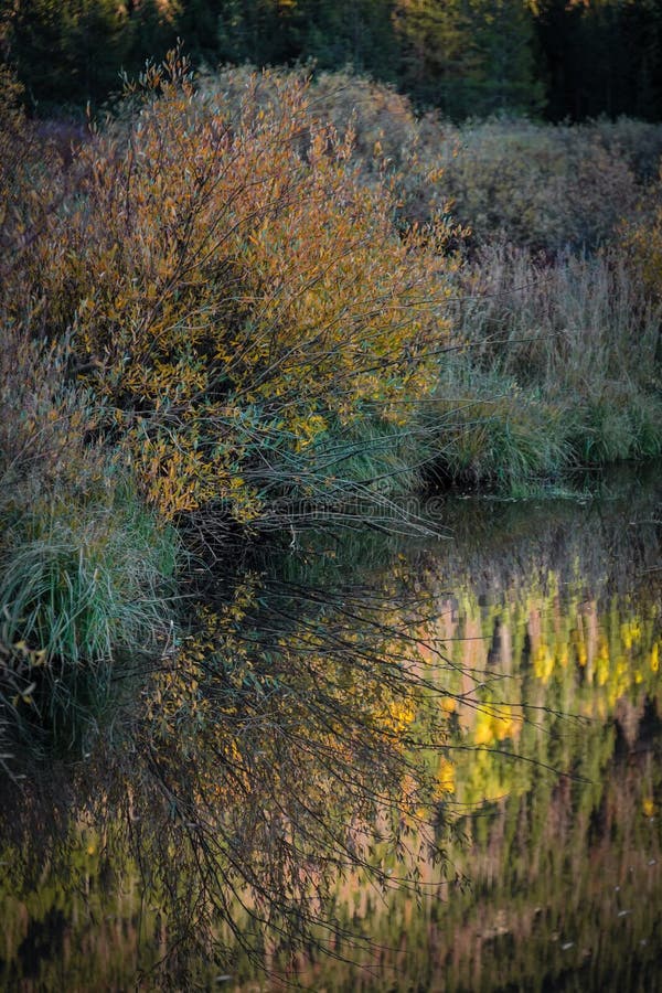 Willow Reflection image stock. Image du saules, scape - 49053493