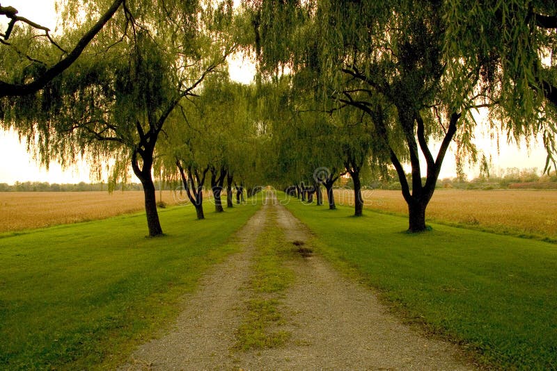 Willow roadway stock image. Image of hazy, pathway, tree - 1345079