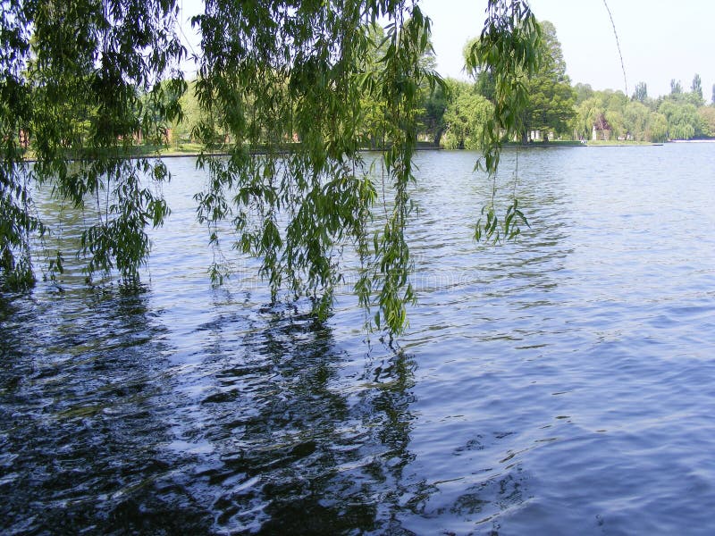 Willow stock image. Image of blue, branch, plant, great - 80896979