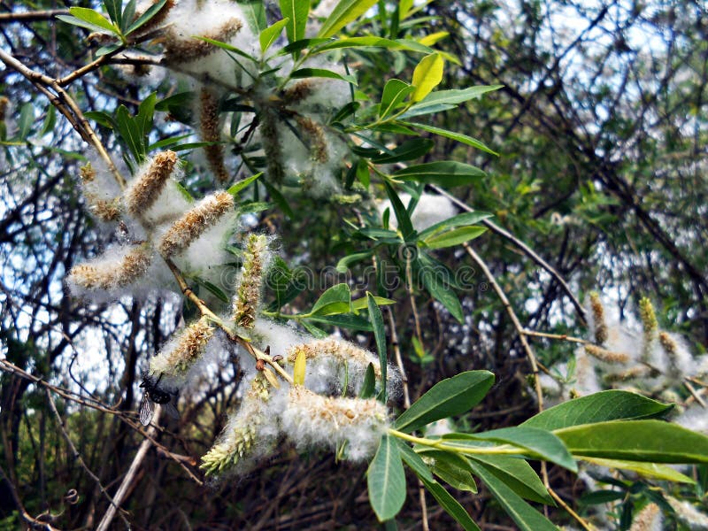 Ramo Di Salice Bianco Salix Alba Con Frutti E Foglie Immagine Stock ...