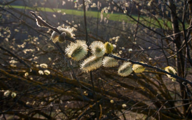 Willow Branches with Buds Blossoming in Early Spring Stock Image ...