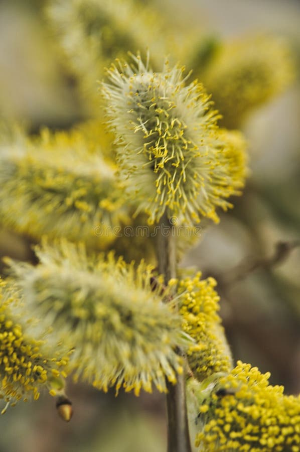 Willow Seeds Growing on a Branch in Spring Yellow Seed Stock Image ...