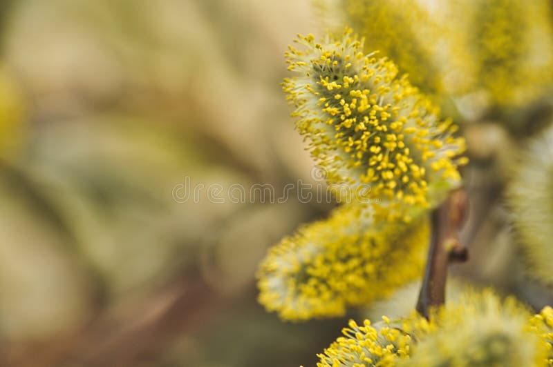 Willow Seeds Growing on a Branch in Spring Yellow Seed Stock Photo ...