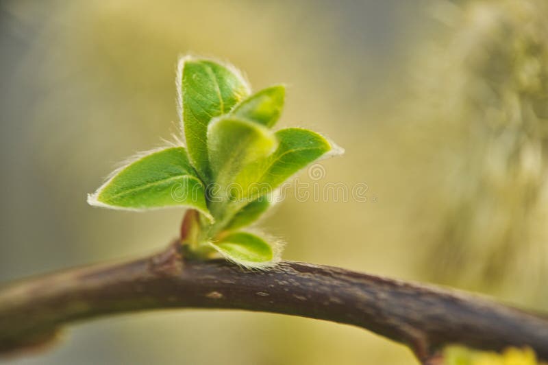 Willow Seeds Growing on a Branch in Spring Yellow Seed Stock Photo ...