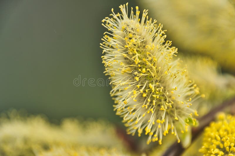 Willow Seeds Growing on a Branch in Spring Yellow Seed Stock Image ...