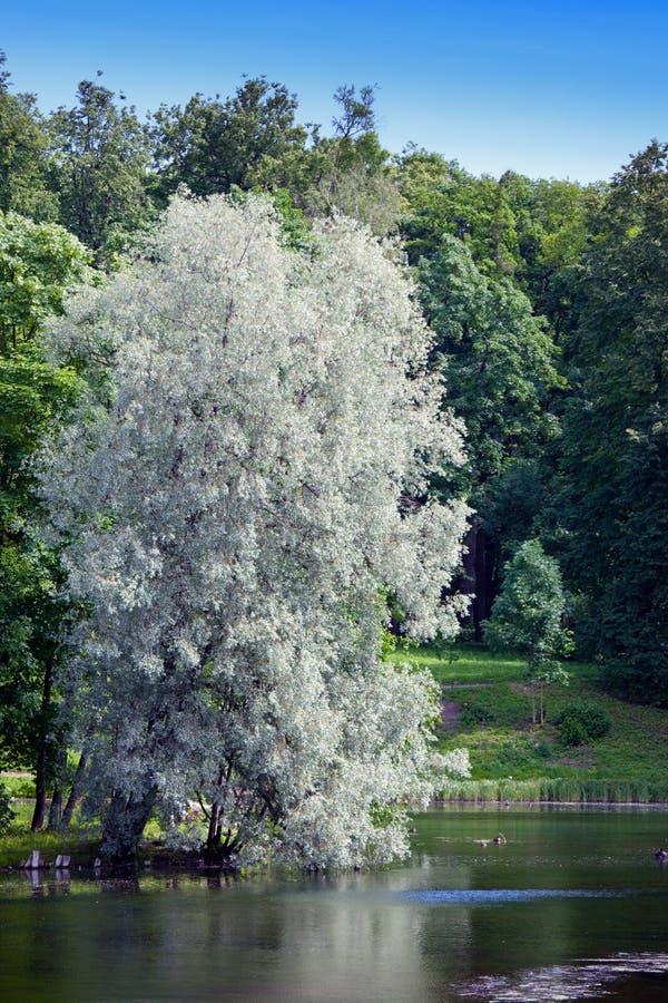 Willow with Silvery Leaves Growing on the Banks of a Small River ...