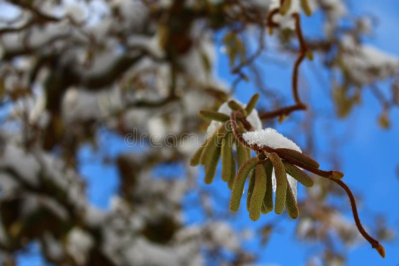 Willow with Snow in the Winter Stock Photo - Image of winterday, salix ...
