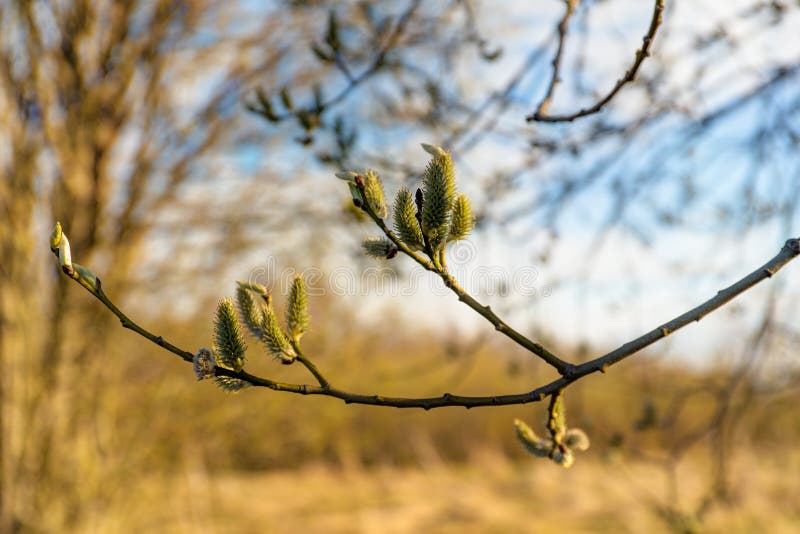 Willow in the spring stock image. Image of blue, detail - 92393951