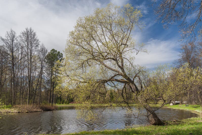 Willow in spring stock photo. Image of spring, blue, water - 66643710