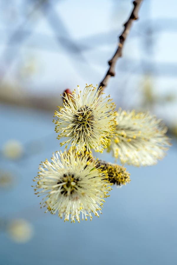 Willow spring flowers stock photo. Image of beautiful - 70197982
