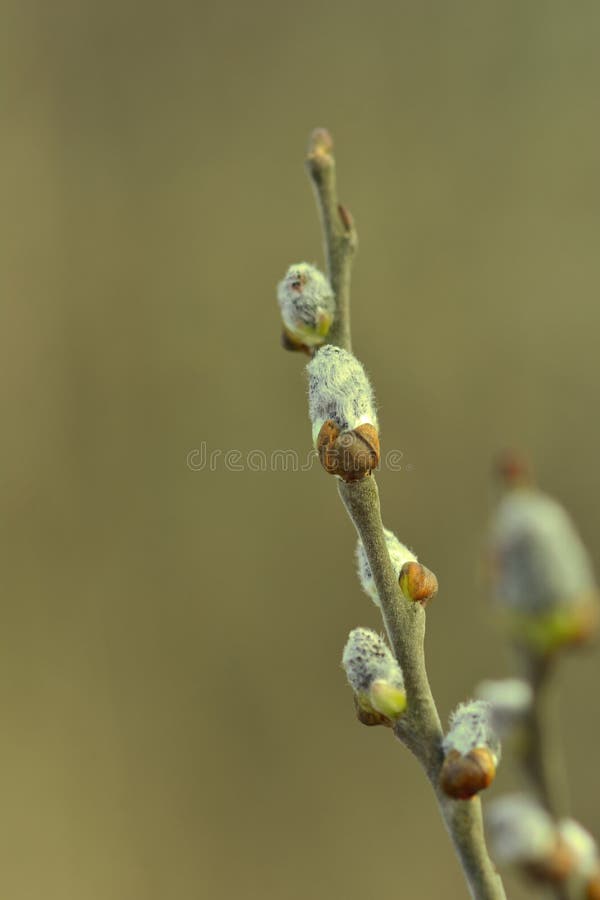 Willow in spring stock image. Image of growing, flying - 68792073