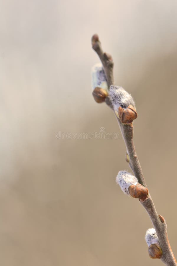 Willow in spring stock image. Image of growing, flying - 68792073