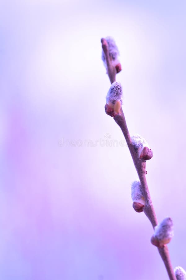 Willow in spring stock image. Image of growing, flying - 68792073