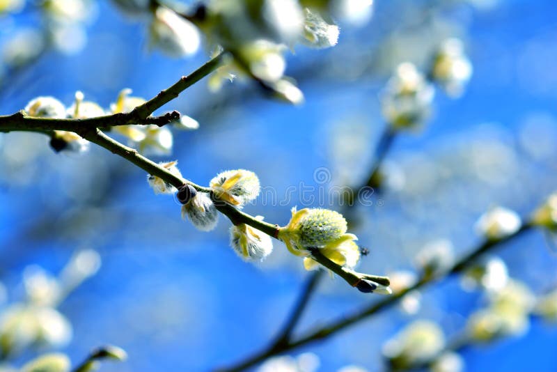 Willow in the Spring that is about To Bloom Stock Image - Image of ...