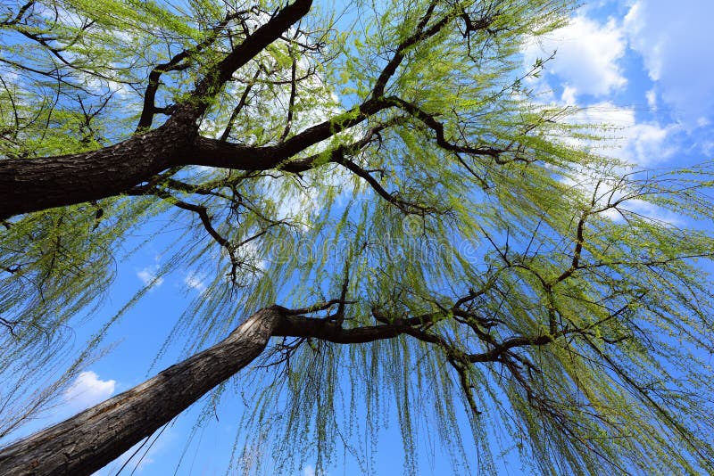 Willow stock image. Image of beauty, blow, health, flap - 89382279