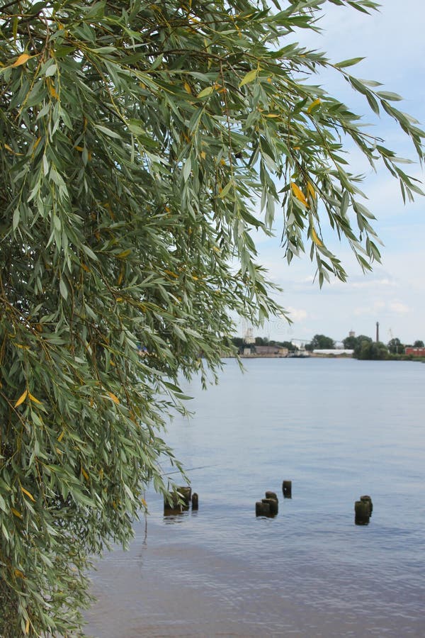 Willow Stands Over Water. Weeping Willow in the Foreground Stock Photo ...