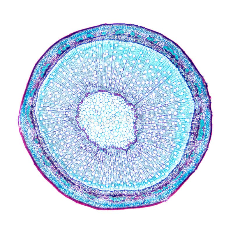 Willow Stem, Salix Stem Cross Section, Under the Light Microscope Stock ...