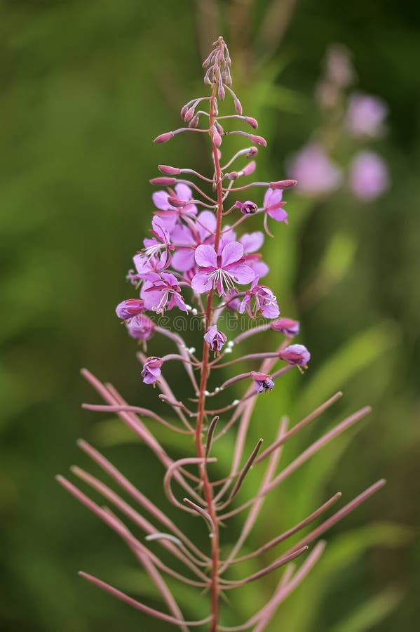 Willow tea stock image. Image of botany, hygiene, green - 42717285