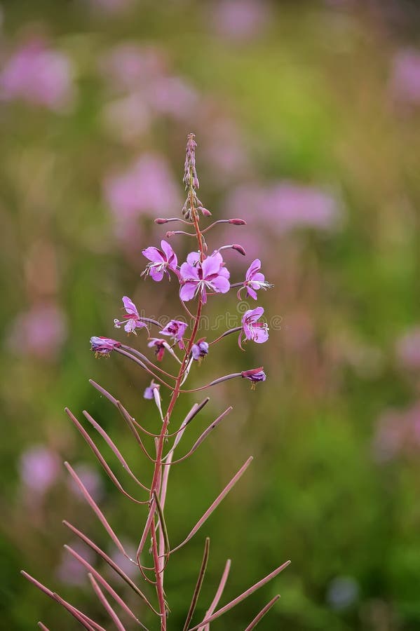 Willow tea stock image. Image of homoeopathy, epilobium - 42717359