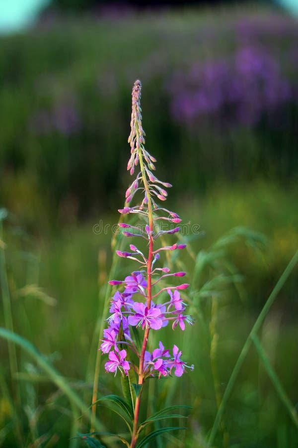 Willow tea stock image. Image of french, healthcare, bush - 31788363