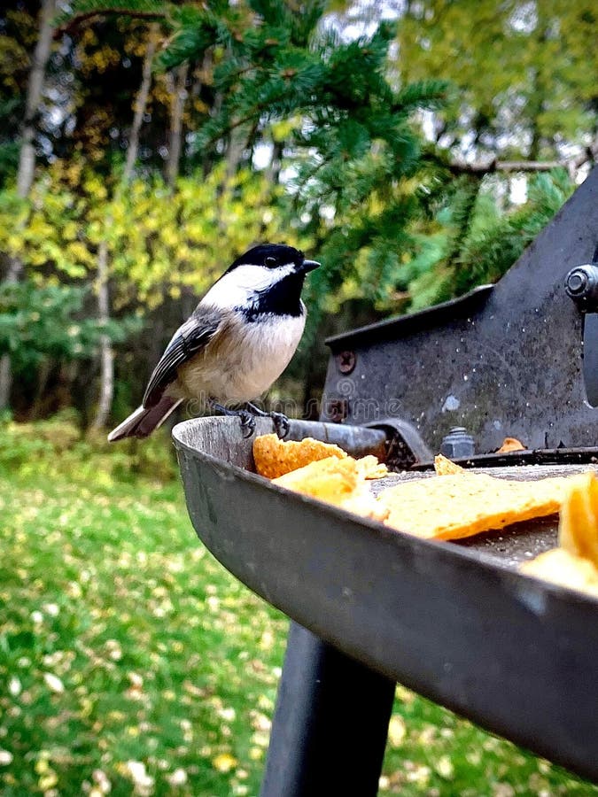 Willow Tint Bird Sitting on the Feeder, Close-up Stock Photo - Image of ...