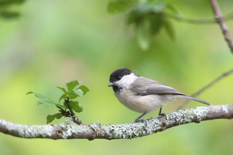 Willow Tit on the Branch of Tree Stock Photo - Image of wild, lovely ...